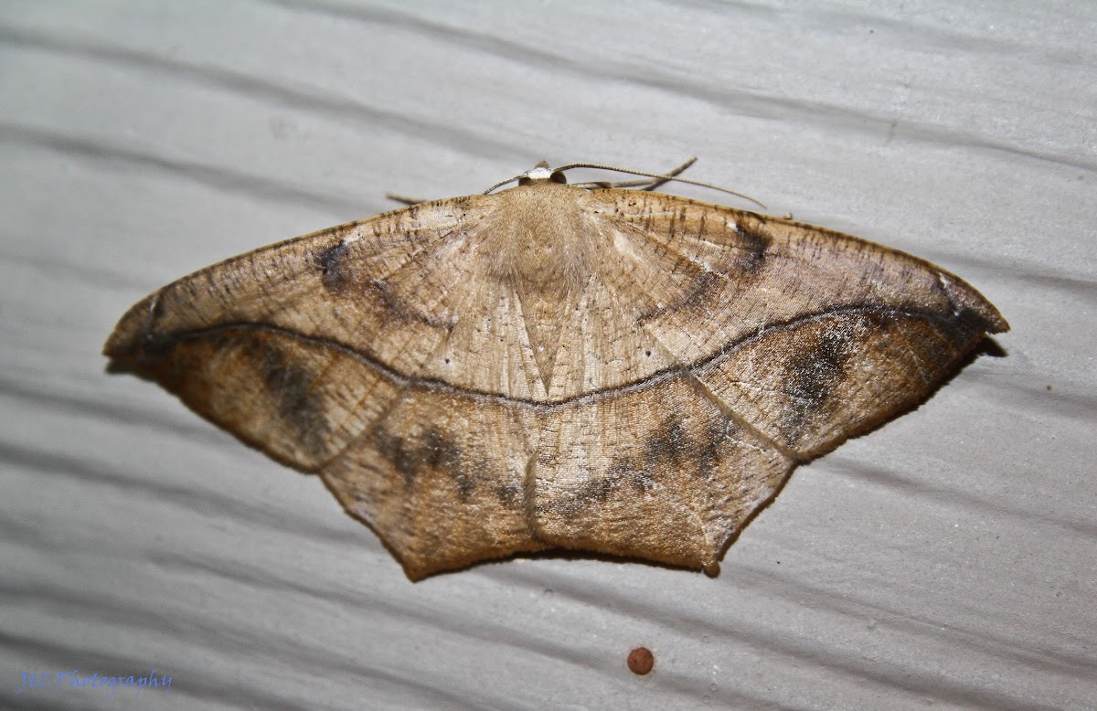 Large Maple Spanworm | Project Noah