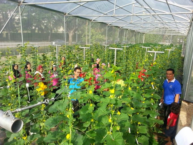 Program Pertanian Bandar (Urban Farming)