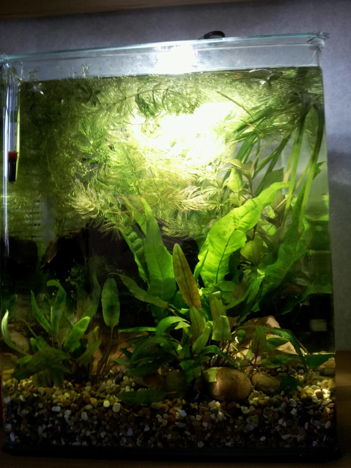 Tankar om akvarieestetik eller "vad är ett snyggt akvarium?"