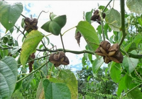 Plantas Curativas y Medicinales: Sacha Inchi, el Maní de los Incas