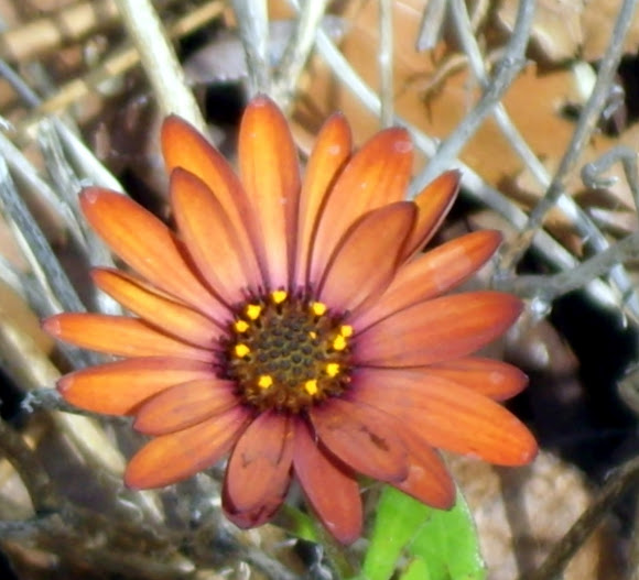 Africa Daisy | Project Noah