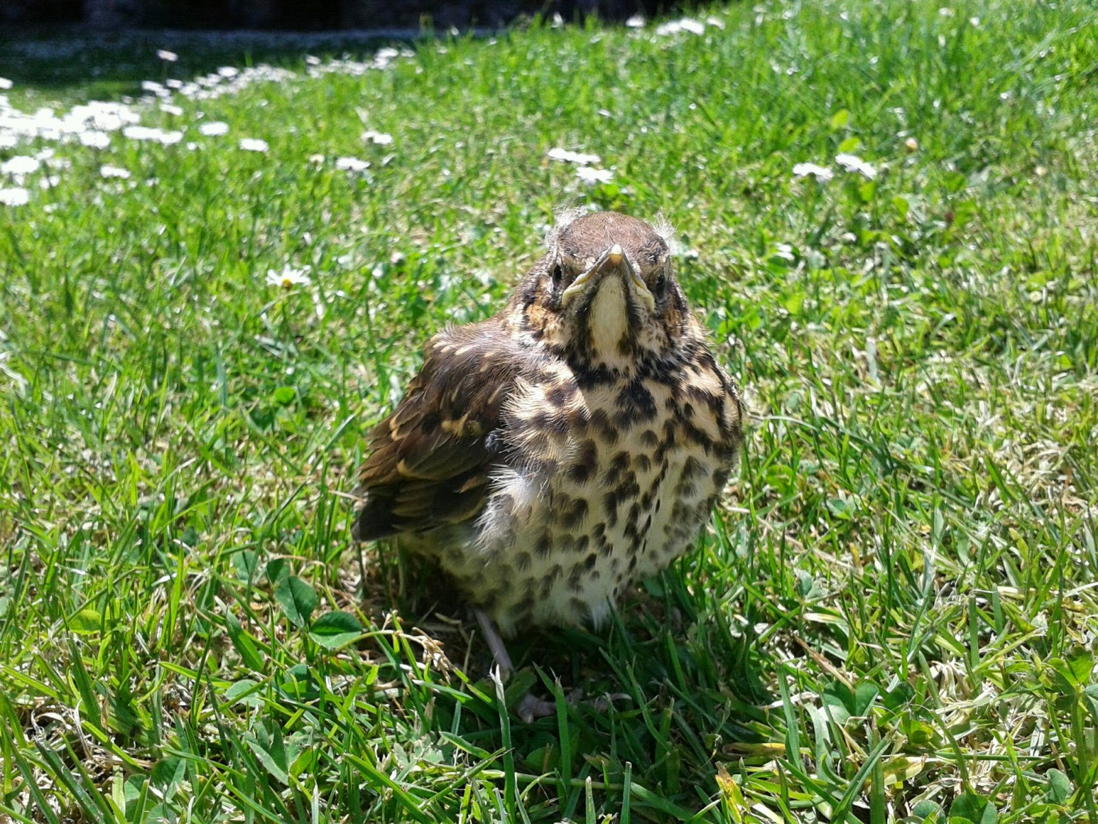 Fotos curiosas: Cría de malviz