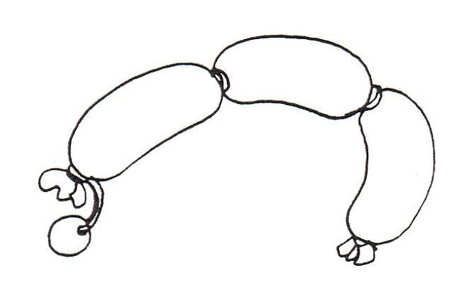 Chorizo Para Colorear