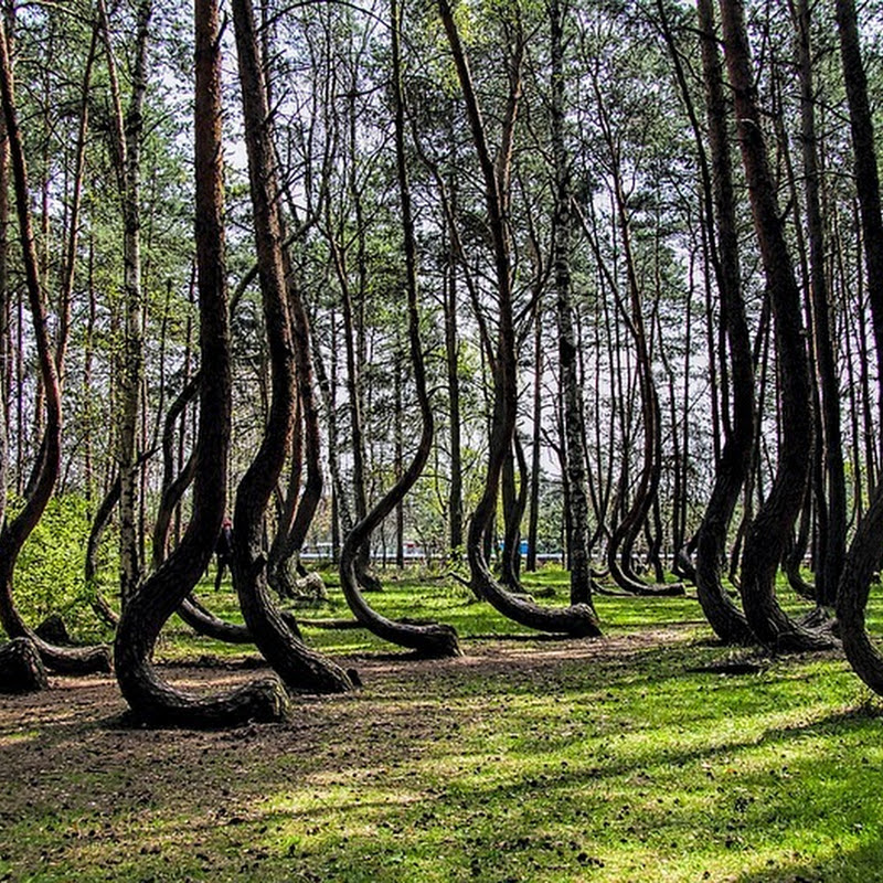 The Crooked Forest of Gryfino, Poland | Amusing Planet
