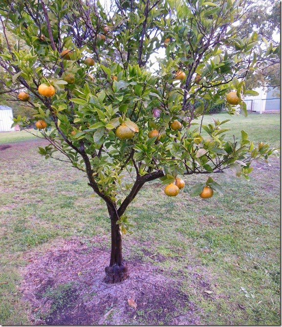 Eat - Play - Quilt: Birds, Trees, & A Little bit of Creating