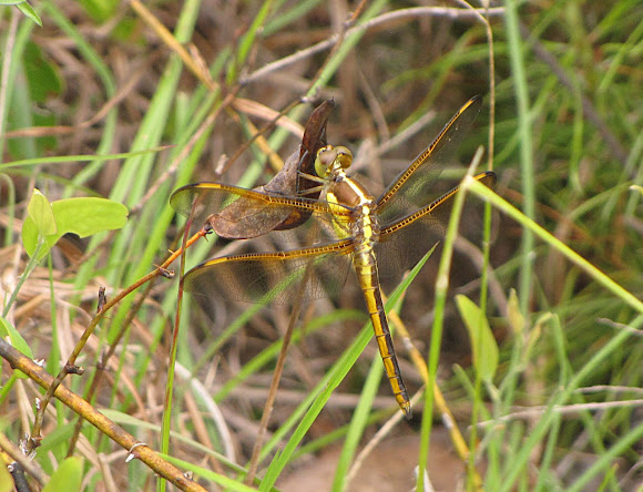 Female Yellow-sided Skimmer | Project Noah