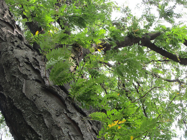 Honey Locust | Project Noah
