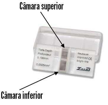 Conhecendo a Câmara de Neubauer | Biomedicina Padrão