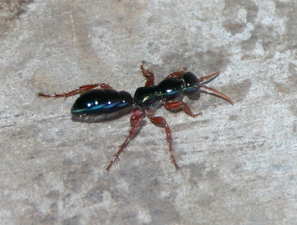 Bluebottle, aka Blue 'ant' wasp Diamma bicolor | Project Noah