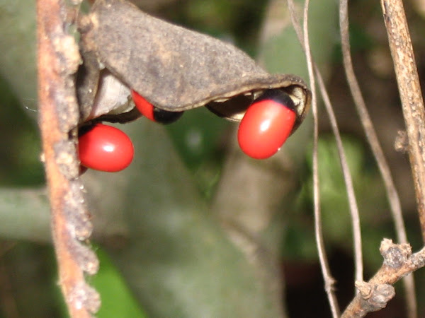 കുന്നിക്കുരു, गुंज , Crab's eye, rosary pea, John Crow Bead, precatory ...