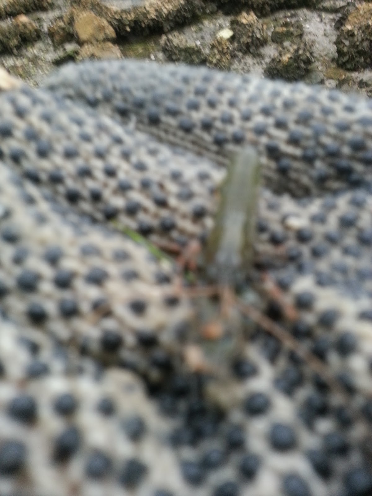 FIO Field Studies in Marine Science 2013: A female spotted whiff got ...