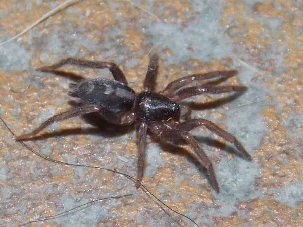 Eastern Parson Spider. | Project Noah