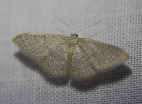 Common Tan Wave Moth | Project Noah