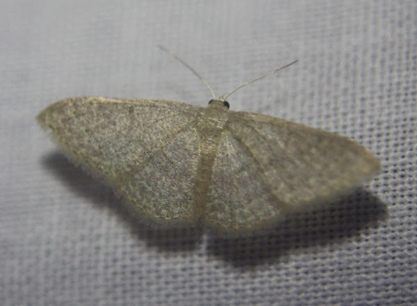 Common Tan Wave Moth | Project Noah