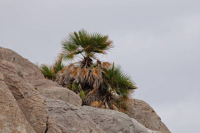 Hablando en verde: El palmito