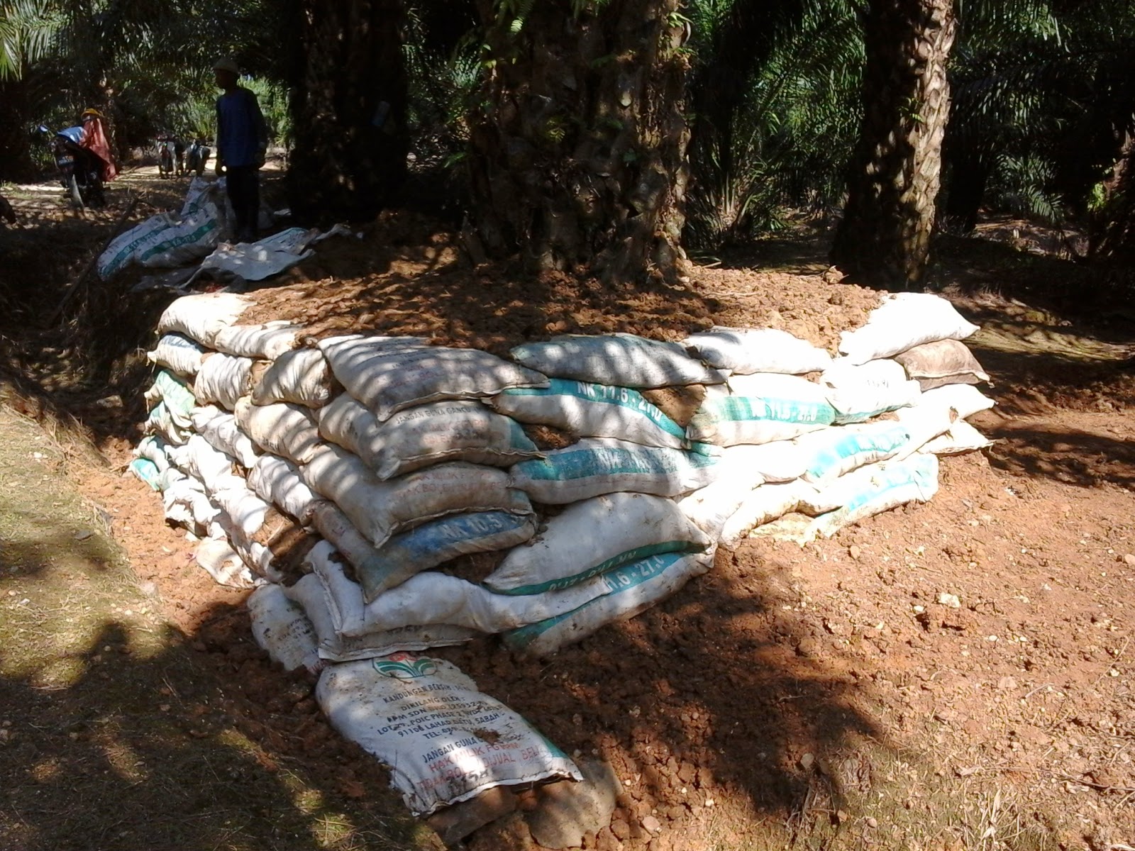 Segar Minda: Soil Mounding Pokok serangan Ganoderma