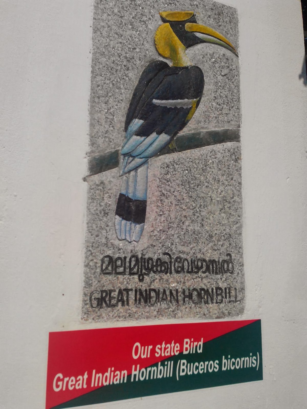 Ace Keralam: Great Indian Hornbill- Malamuzhakki Vezhambal