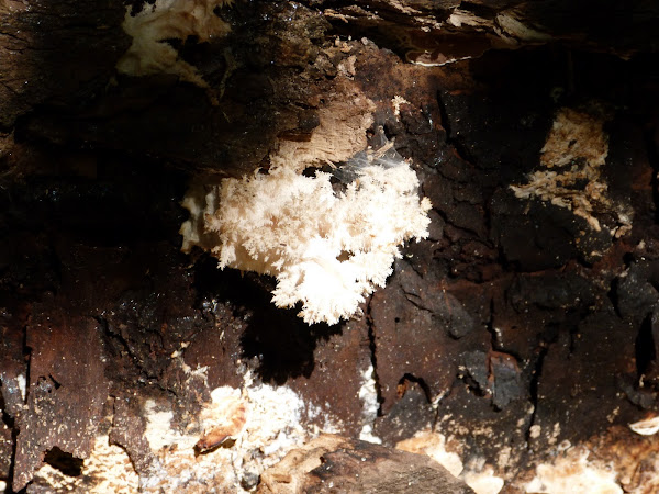 Coral tooth | Project Noah