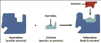 Cofactores enzimáticos
