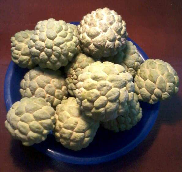 Blog do Savaneiro Dexter: ATA: a fruta do Conde ou pinha.