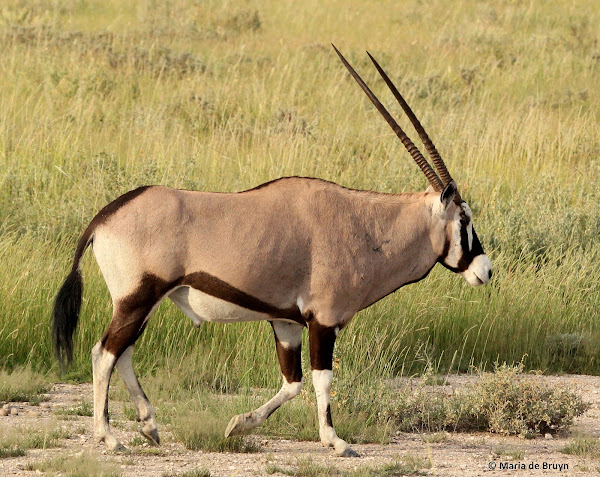 Gemsbok | Project Noah