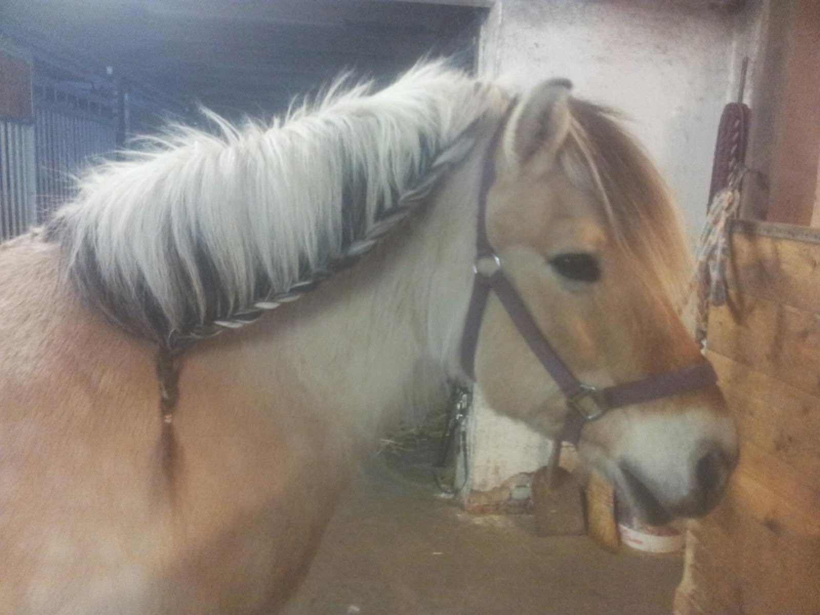 STALL EXET- Bloggen: Det är så kul att ha hästar med lång man tycker ...