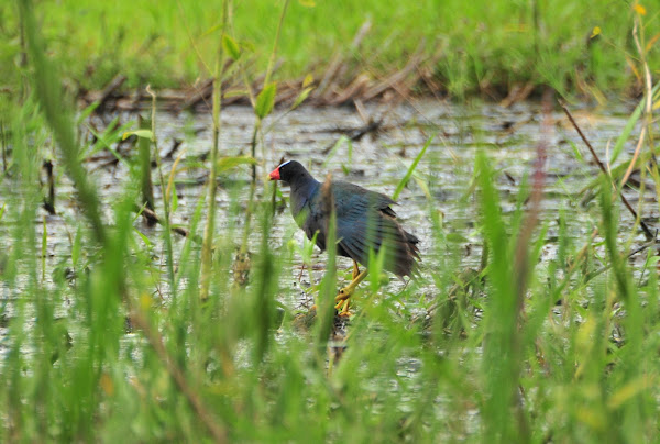 Tingua azul | Project Noah