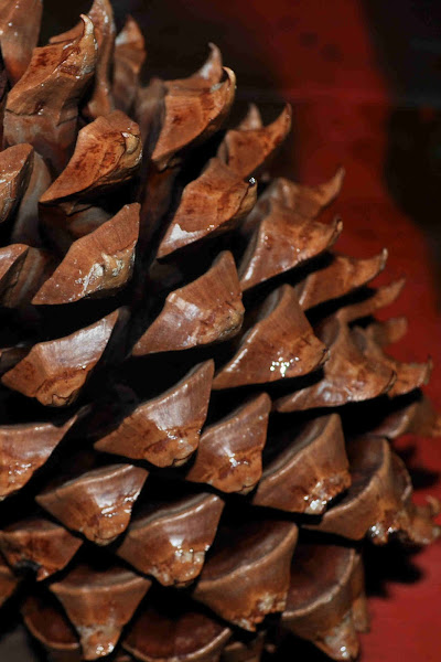 Coulter Pine (Widowmaker) | Project Noah