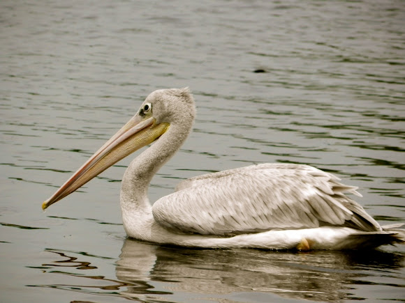 Pink-backed Pelican | Project Noah
