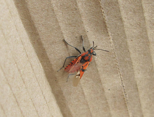 Lygaeid Bug | Project Noah