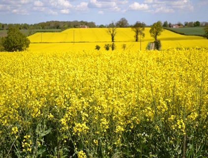 Hidden Riverside Norwich: Boudicca Way: part two