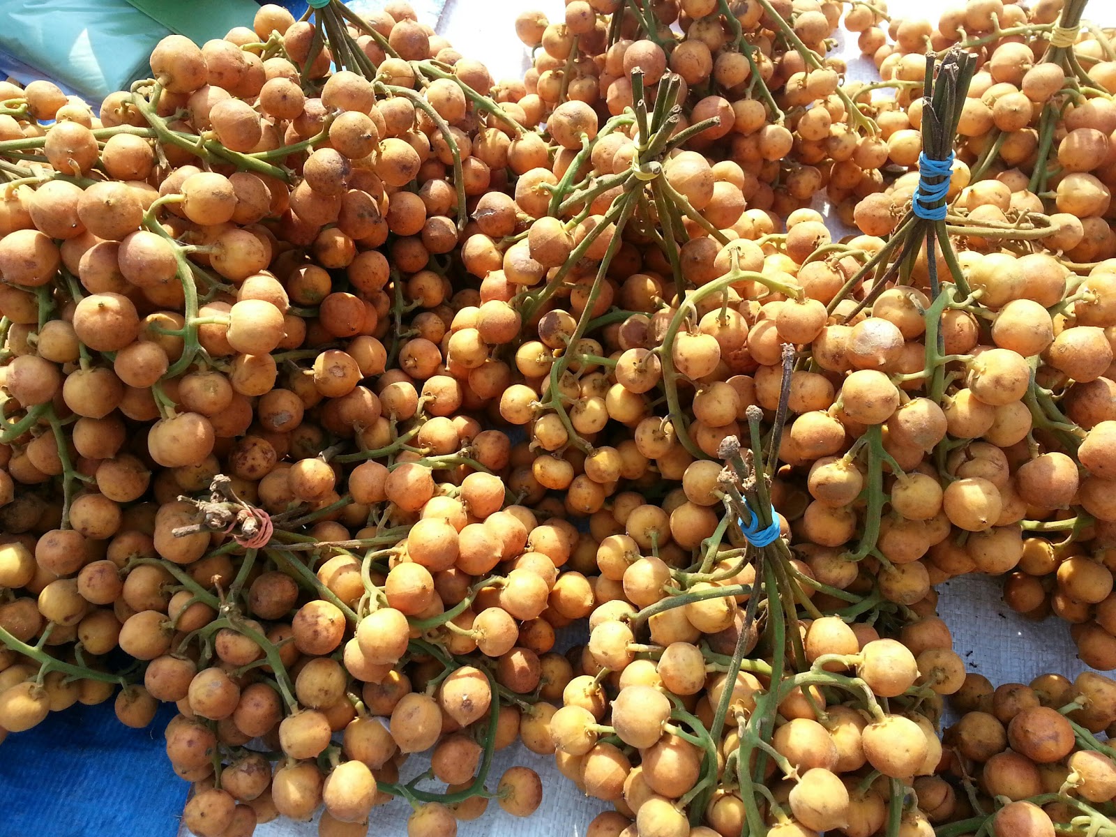 LagunaMerbok: Cuba anda teka..buah apa?
