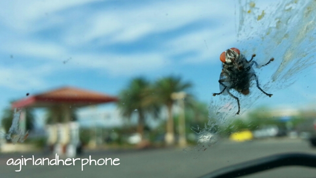 Up and Over: sometimes, you're the windshield...