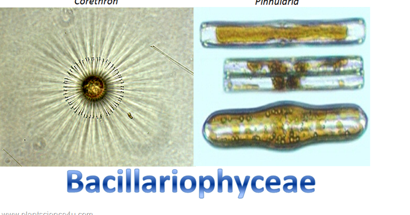 Main Characteristics of Diatoms (Bacillariophyceae) | Plant Science 4 U