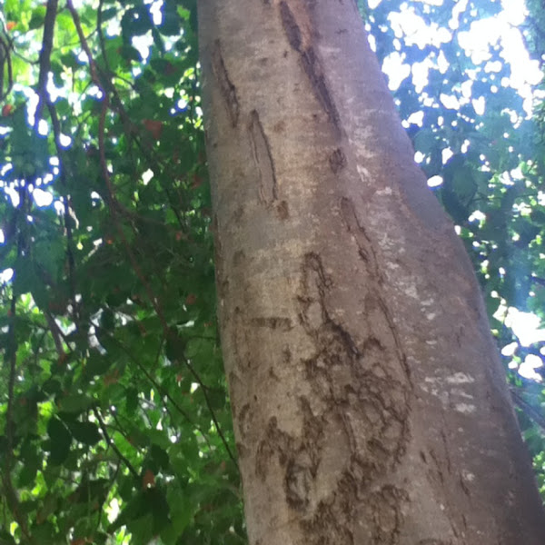 Genip tree | Project Noah