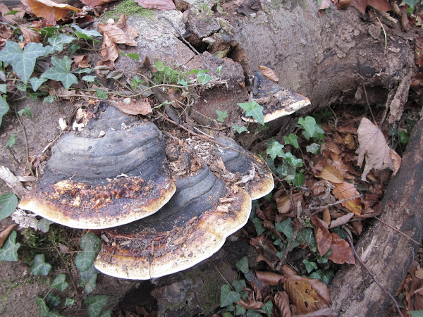 "giant" red banded polypore | Project Noah