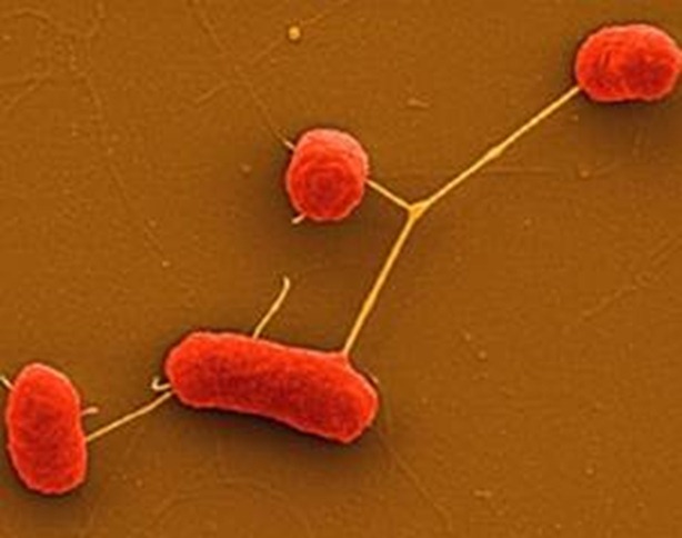 Bacterias resistente crean crisis de salud pública ~ El Rincón de la ...