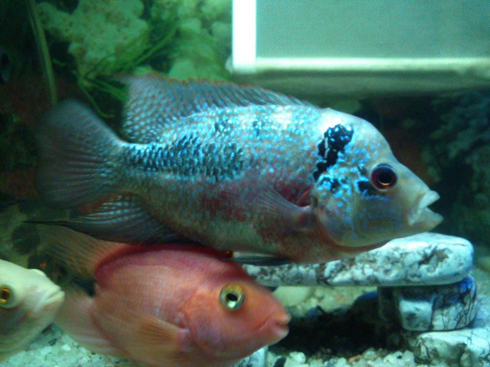 Million Fish House: Flowerhorn A.K.A Ikan Lohan