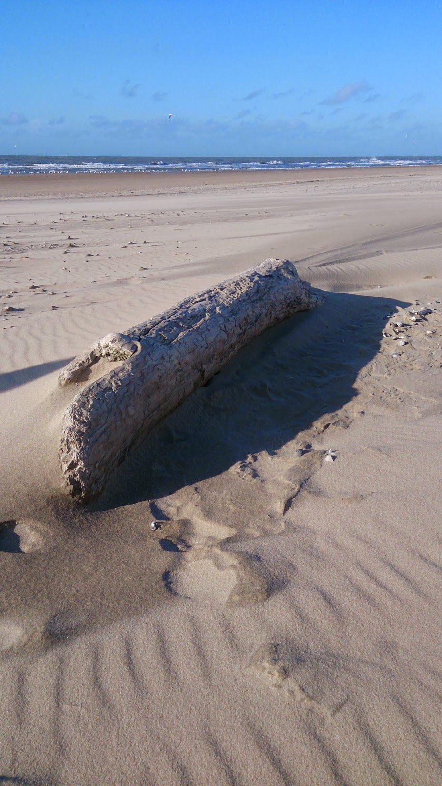 #TEXELPICS: Washed ashore