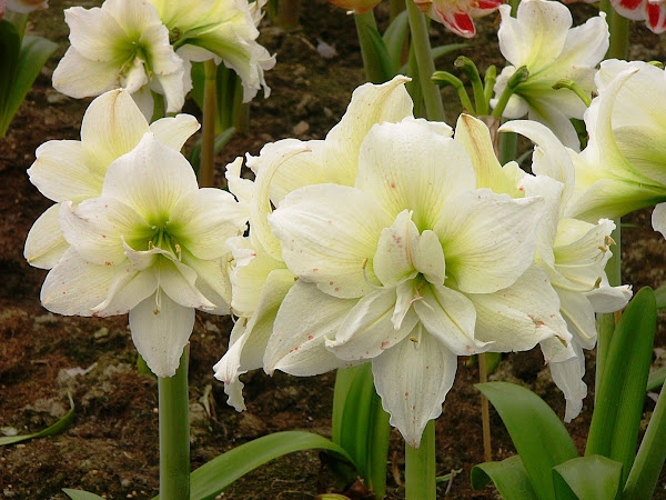 Barbados Lily | Project Noah