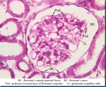 Extraordinary science for ordinary people: Marcello Malpighi