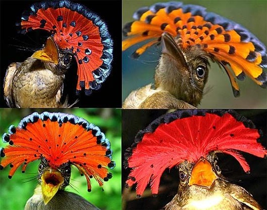 Alizul: 10 RARE ANIMALS WITH BIZARRE ADAPTATIONS