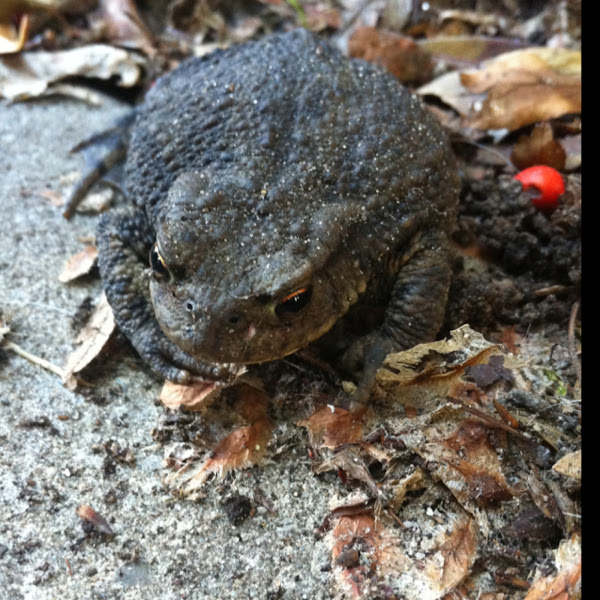 Common toad | Project Noah