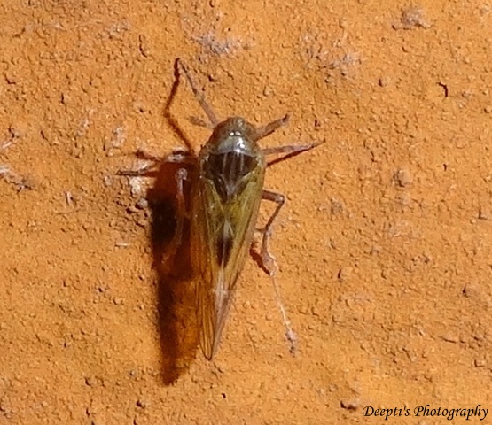 Brown Planthopper | Project Noah