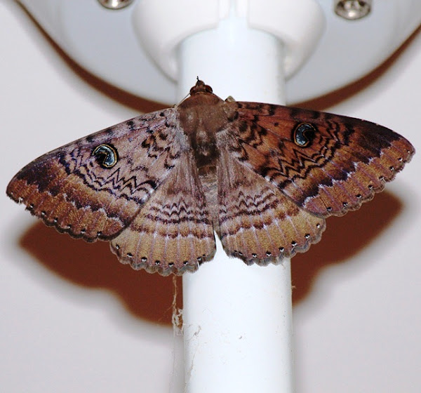 Northern Old Lady Moth | Project Noah