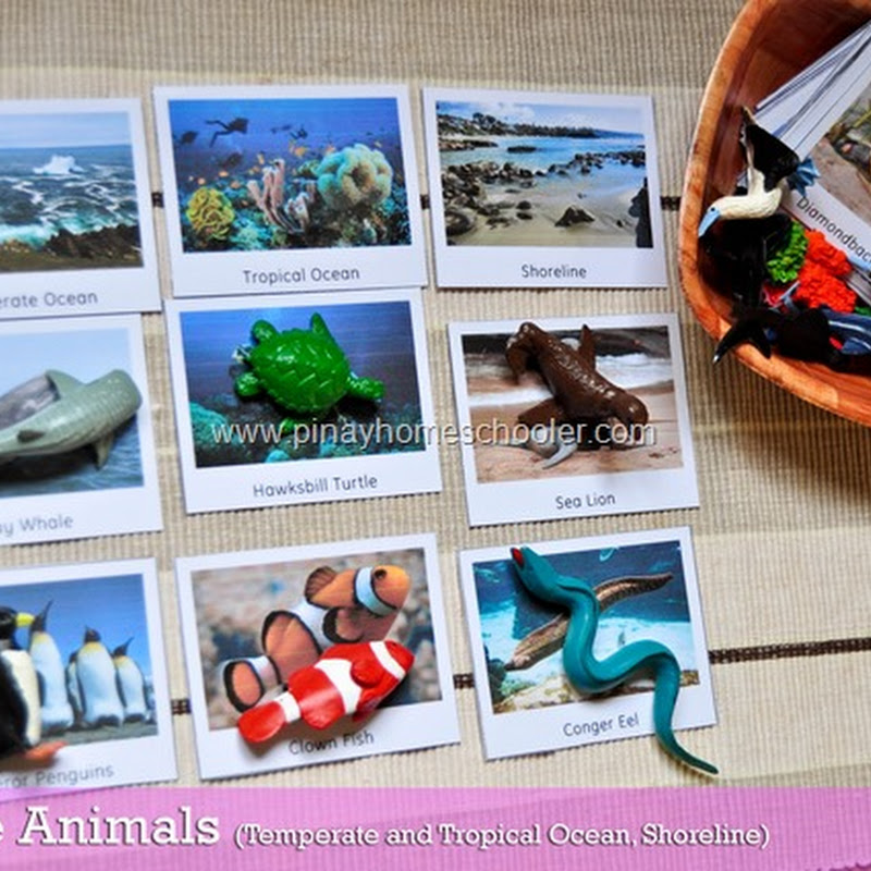 Exploring Animals in the Marine Ecosystem | The Pinay Homeschooler