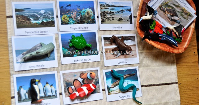 Exploring Animals in the Marine Ecosystem | The Pinay Homeschooler