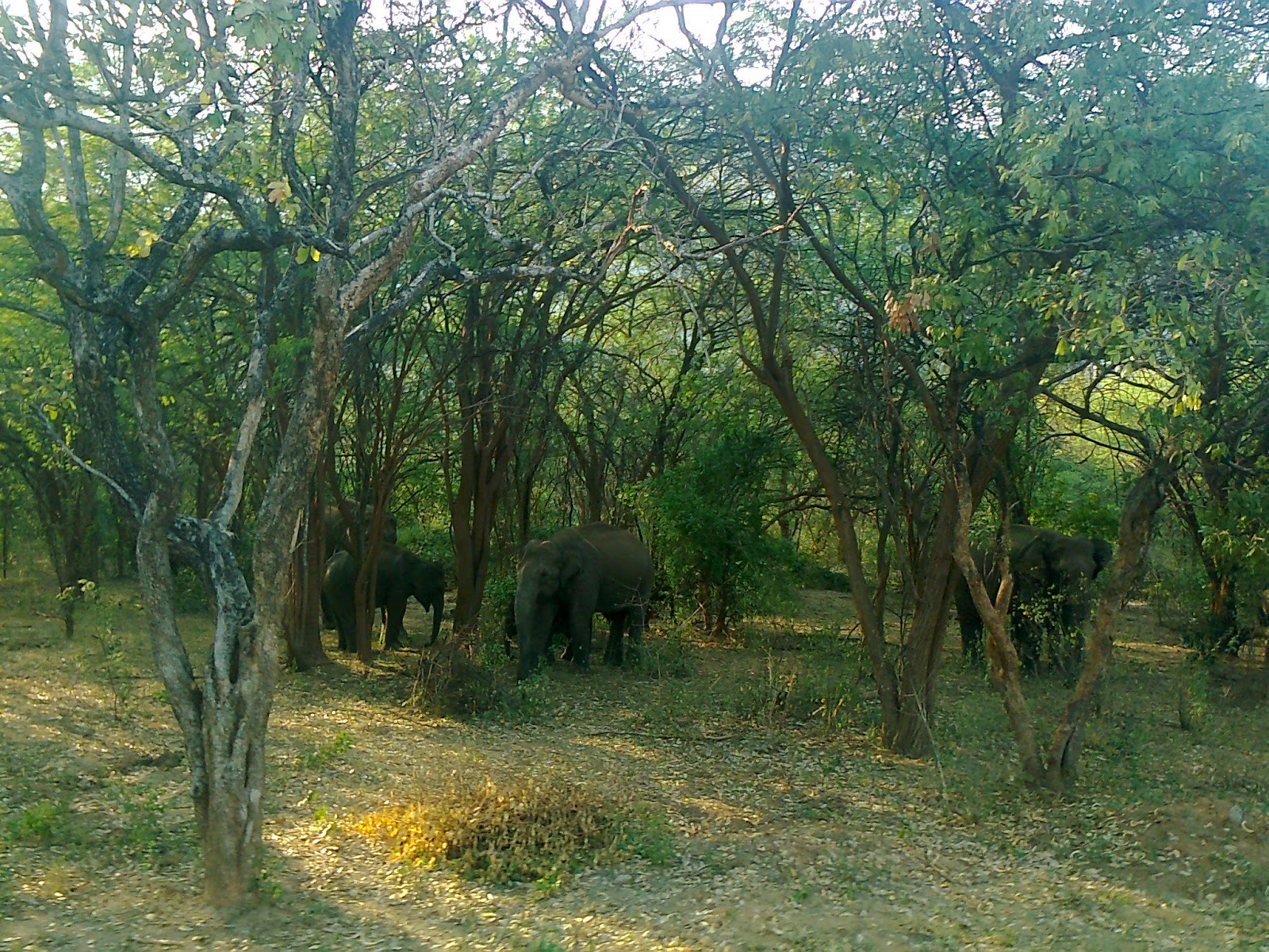 Ever Green Earth: Chinnar wildlife sanctury