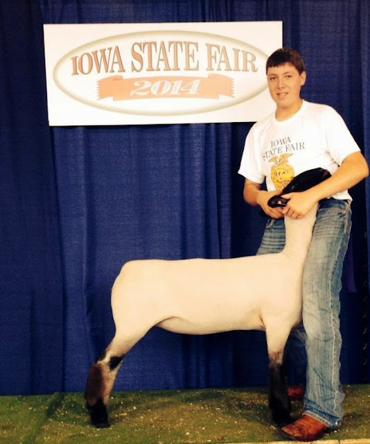 Habeger Show Stock News: Iowa State Fair | FFA Market Lamb Show