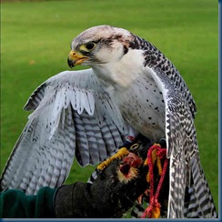 Zia Wolf-Sun: Hawk and falcon in myths mythology and folklore